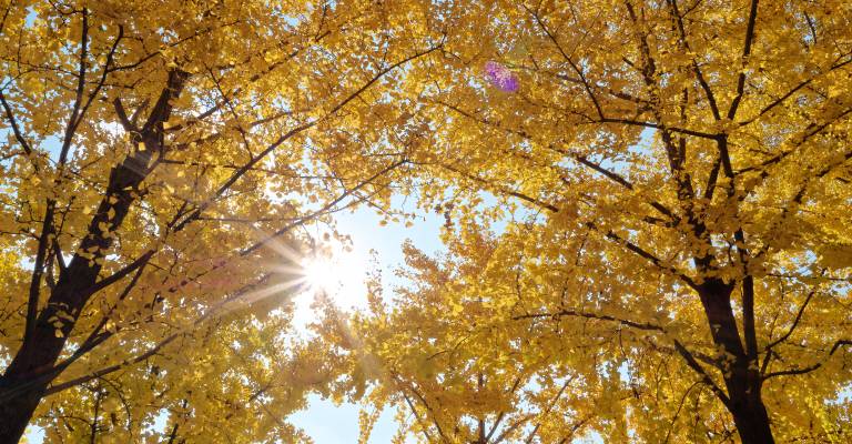 Hachiōji Ginkgo Festival, Mid Nov, 2026 | Tokyo Cheapo