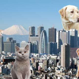 Beginner's Guide to Tokyo | Tokyo Cheapo