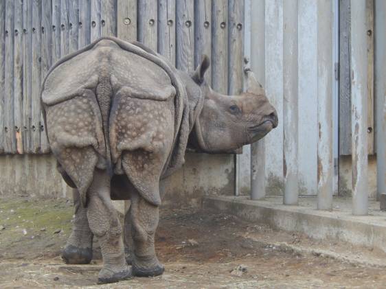 Tama Zoological Park | Tokyo Cheapo