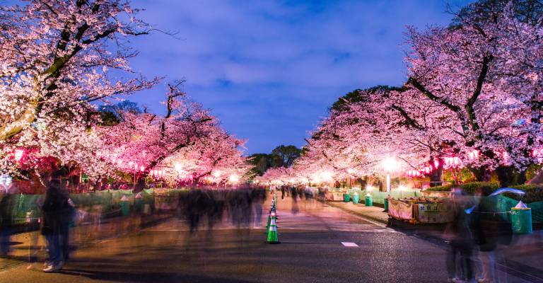 Tokyo Events This Week: Cherry Blossom Festivals and Anime Japan ...