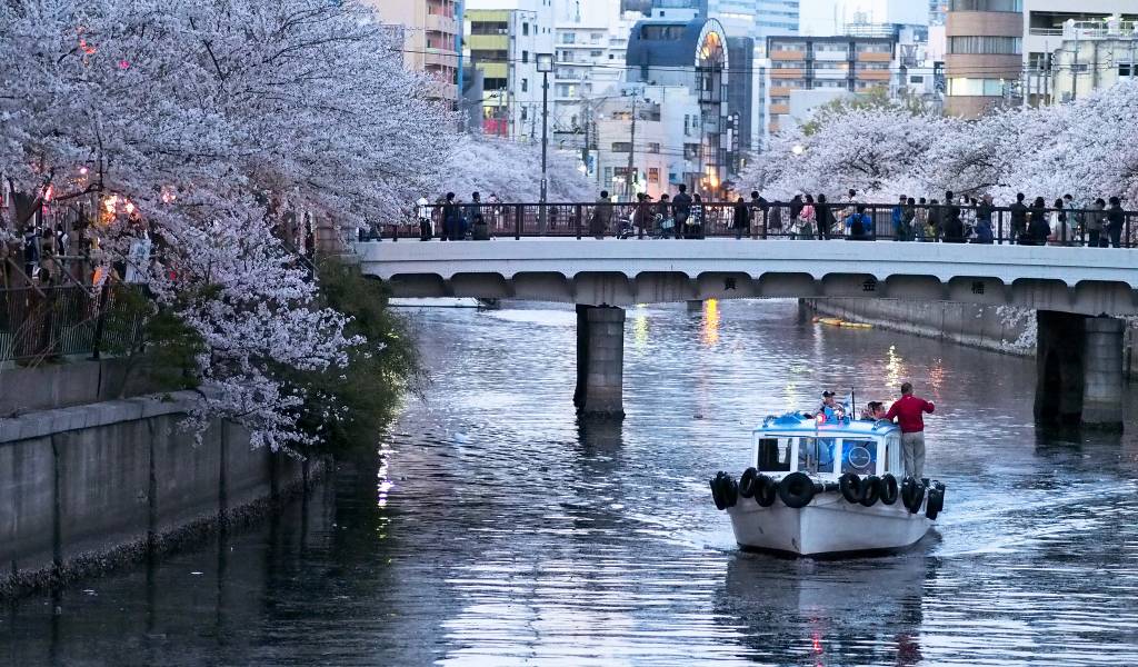 Hanami in Tokyo: See Cherry Blossom Season Differently | Tokyo Cheapo