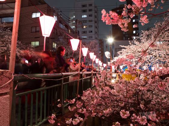 Tokyo Events This Week: Springy, Spring, Spring | Tokyo Cheapo