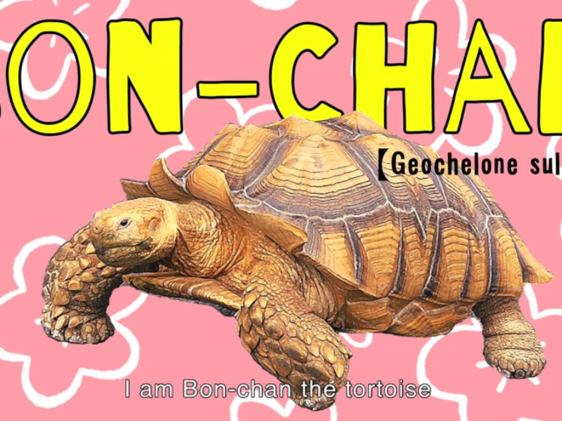 One man and his Tortoise... Meet Bon-chan | Tokyo Cheapo
