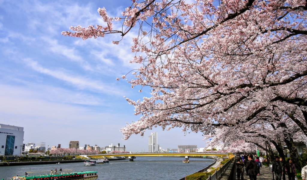 Sumida Park Cherry Blossom Festival, Late Mar–Early Apr, 2021 | Tokyo ...