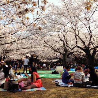 How to Join a Tokyo Hanami Party If You Don't Know Anyone | Tokyo Cheapo