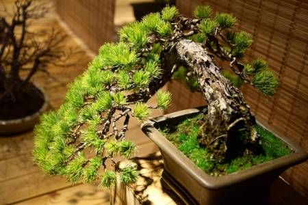 Japanese Cultural Experiences in Tokyo: Tea Ceremony & More | Tokyo Cheapo