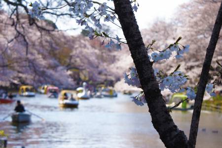 Tokyo Cycle Routes: Explore City, Nature and Everything in Between ...