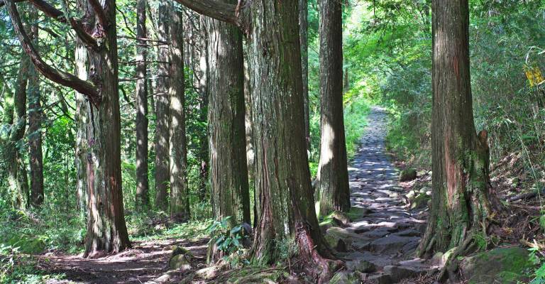 Hakone Hiking: 3 Stunning Trails for the Adventurous | Tokyo Cheapo