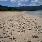 Tokyo Events September 2017: Top 5 Not to Be Missed | Tokyo Cheapo