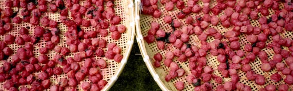 Japanese Spring Foods: 8 Unique Dishes to Try This Season | Tokyo Cheapo