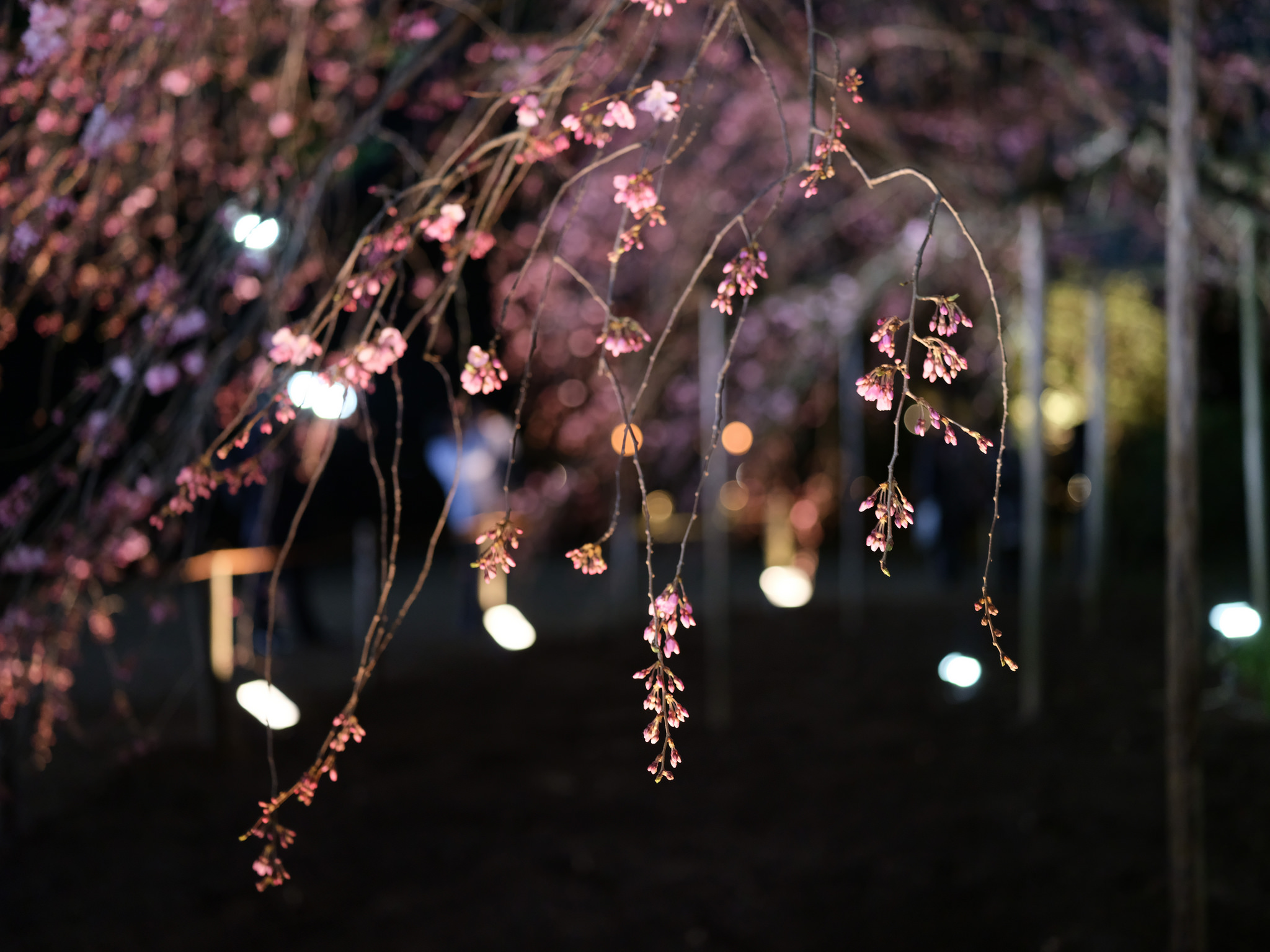 Rikugien Garden Spring Illumination | Fasci Garden