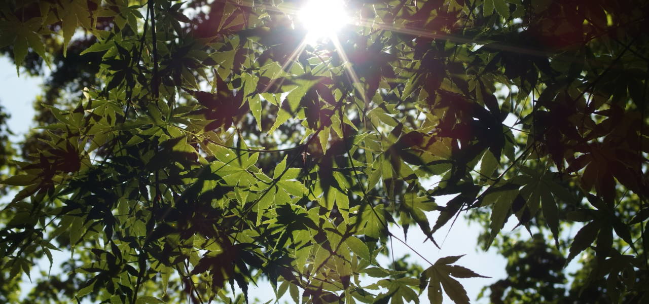 The Institute for Nature Study: Tokyo's Hidden Forest | Tokyo Cheapo