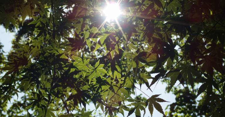 The Institute for Nature Study: Tokyo's Hidden Forest | Tokyo Cheapo