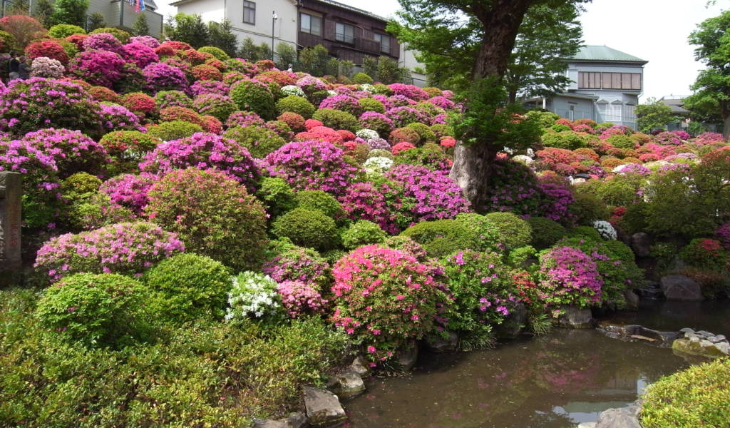 Nezu Shrine Azalea Festival, Early Apr–Early May, 2021 | Tokyo Cheapo