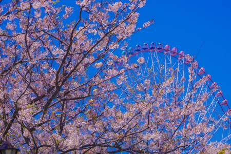 24 Best Tokyo Sakura Spots: Cherry Blossom Mega Guide | Tokyo Cheapo