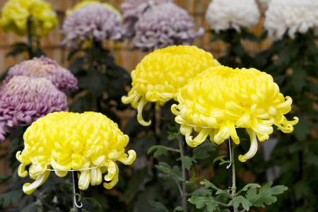 Tokyo Flowers Mega Guide: Blooms To See Every Month of the Year | Tokyo ...