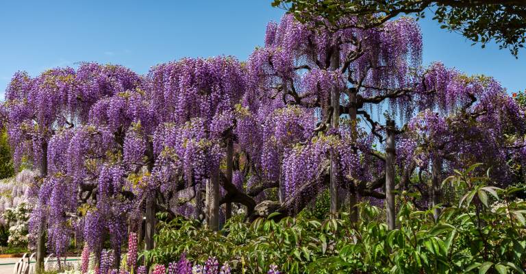 6 Tokyo Flower Festivals To Visit This Spring | Tokyo Cheapo