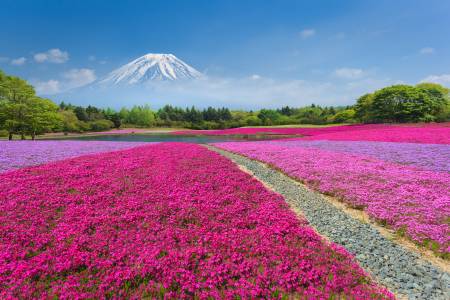 6 Tokyo Flower Festivals To Visit This Spring | Tokyo Cheapo
