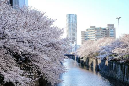 Meguro River Cherry Blossoms: Tokyo's Most Famous Sakura Spot | Tokyo Cheapo