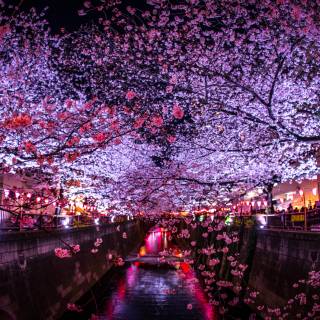 Meguro River Cherry Blossoms: Tokyo's Most Famous Sakura Spot | Tokyo Cheapo
