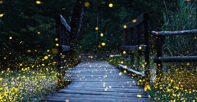 Tokyo Events This Week: Adachi Fireworks Festival, Fireflies, and Yokohama Celebrations | Tokyo ...