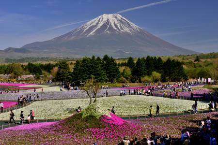 Tokyo Flowers Mega Guide: Blooms To See Every Month of the Year | Tokyo ...
