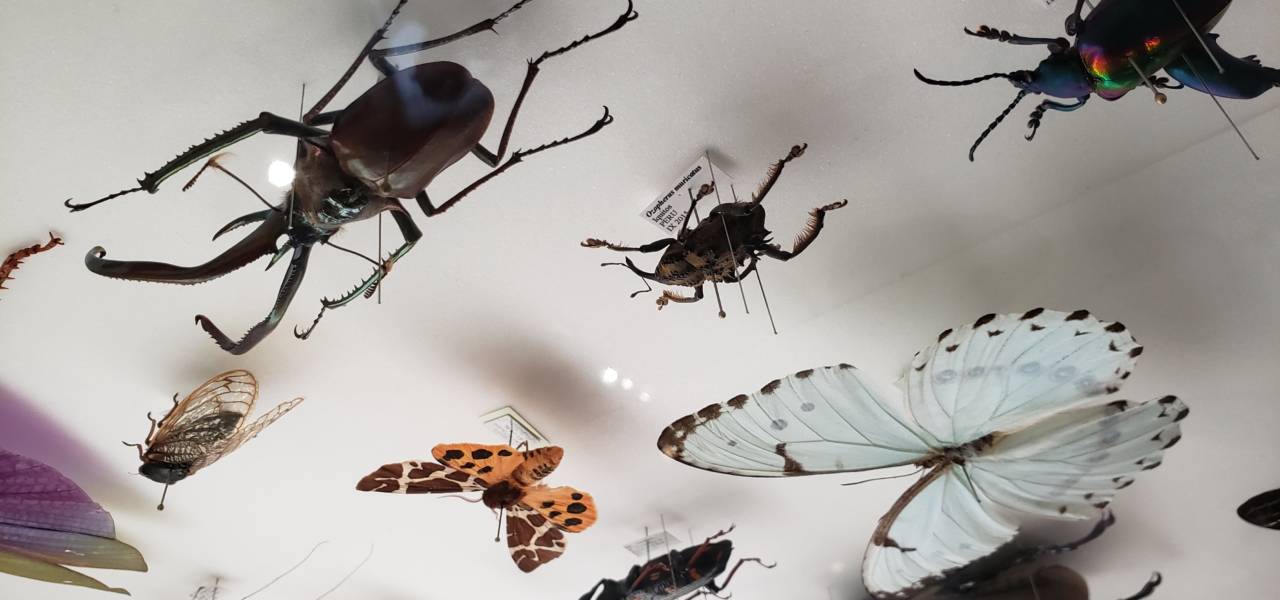 Insect Experience Day, Oct 19, 2019 | Tokyo Cheapo