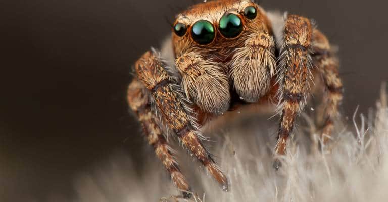 Pet or Threat: A Guide to Japanese Bugs and Critters in the Home ...