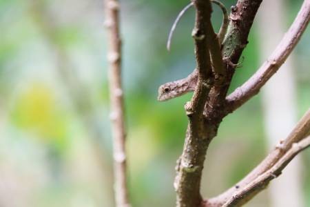 Pet or Threat: A Guide to Japanese Bugs and Critters in the Home ...