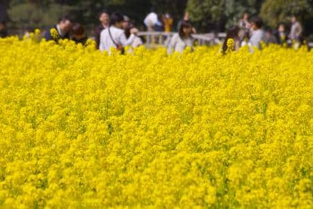 Tokyo Flowers Mega Guide: Blooms To See Every Month of the Year | Tokyo ...