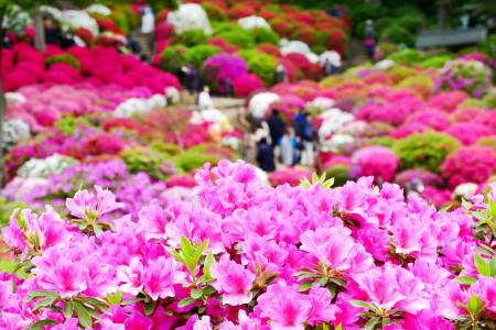 6 Tokyo Flower Festivals To Visit This Spring | Tokyo Cheapo