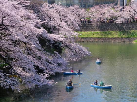 Tokyo Events March 2024: 5 Not to Miss | Tokyo Cheapo