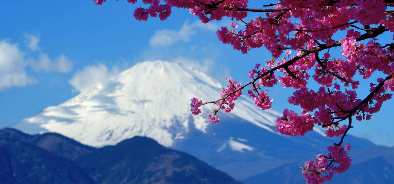 Where to See Early-Blooming Cherry Blossoms | Tokyo Cheapo