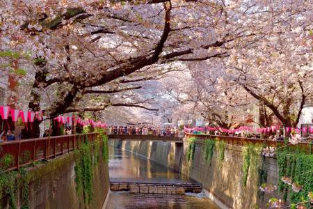 Top 10 Tokyo Cherry Blossom Festivals in 2025 | Tokyo Cheapo