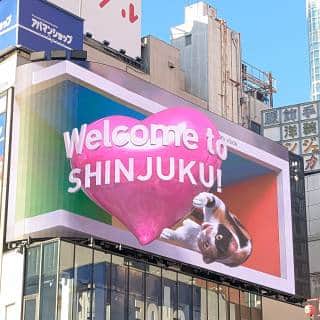 3D Cat Billboard | Tokyo Cheapo