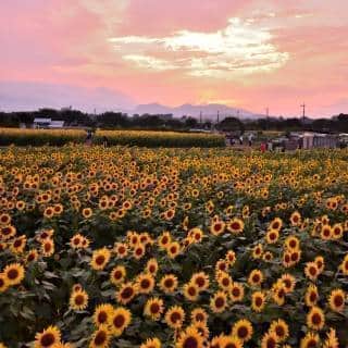Tokyo Flowers Mega Guide: Blooms To See Every Month of the Year | Tokyo ...
