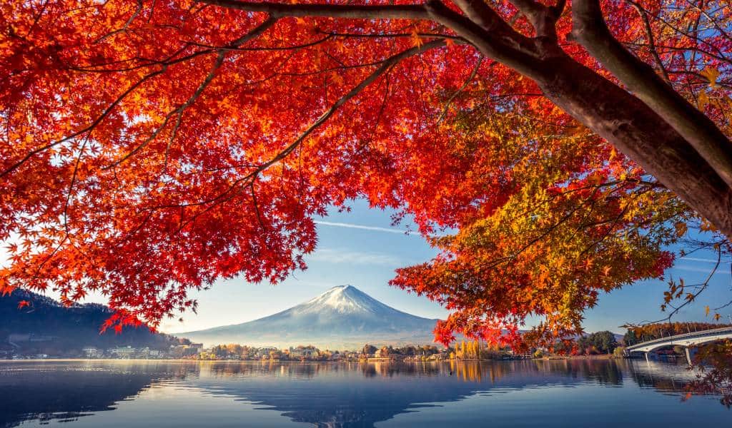 New Fall Foliage Forecast Announced for 2025 | Tokyo Cheapo