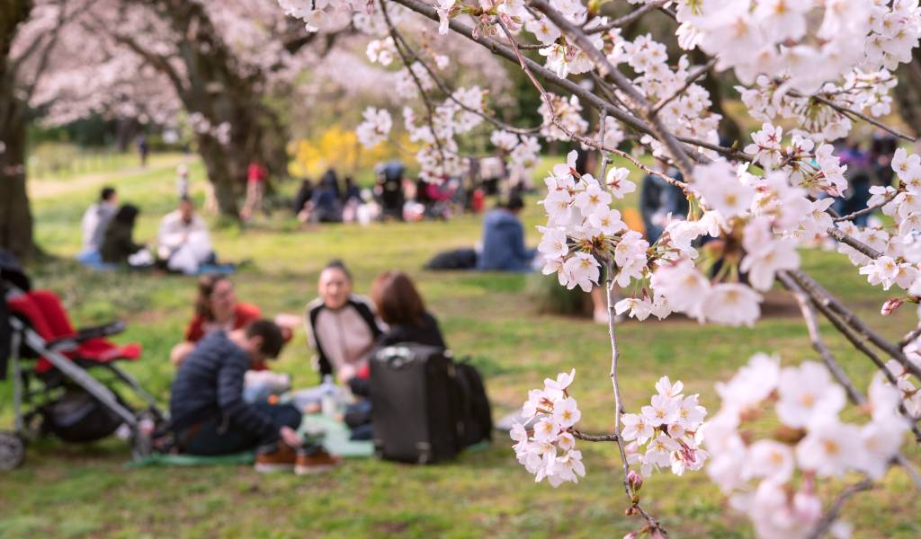 Hanami BYOB Picnic in Tokyo, Apr 5, 2025 | Tokyo Cheapo