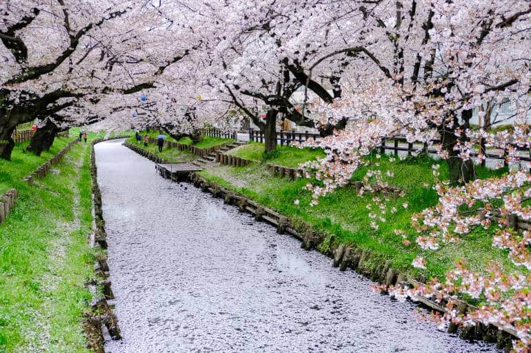 Cherry Blossom Timeline: From Bud To Bloom | Tokyo Cheapo