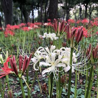 Where To See Fall Flowers in Tokyo: Chrysanthemums, Cosmos & More ...