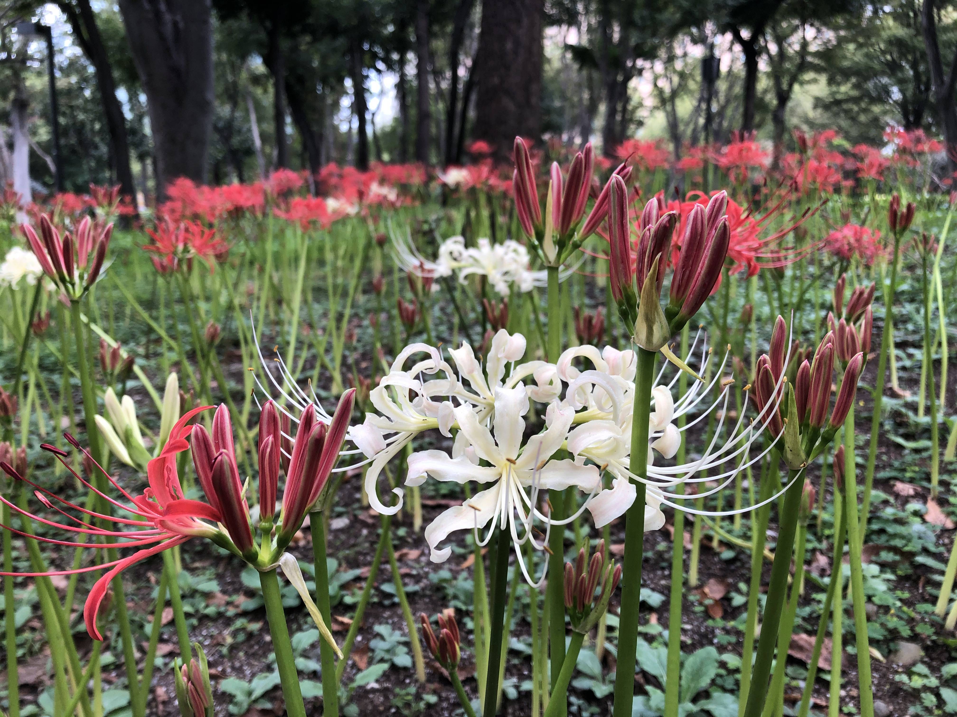 What Do Red Flowers Mean In Japan
