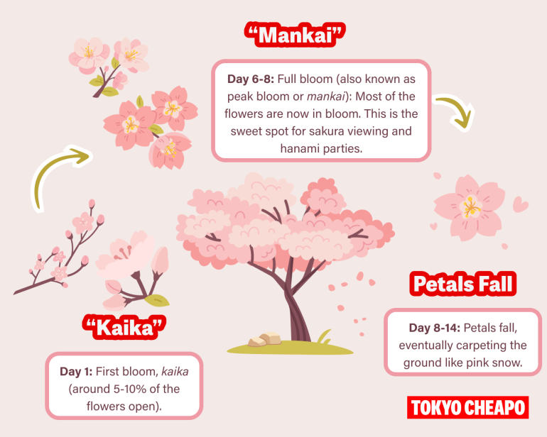 Cherry Blossom Timeline: From Bud To Bloom | Tokyo Cheapo