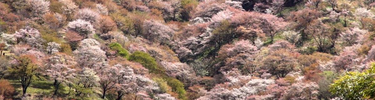 Mount Yoshino: Explore Japan's Best Cherry Blossom Spot | Japan Cheapo