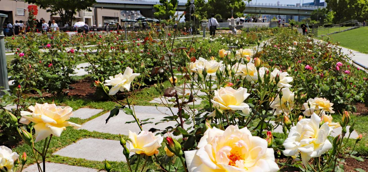 Nakanoshima Park | Japan Cheapo
