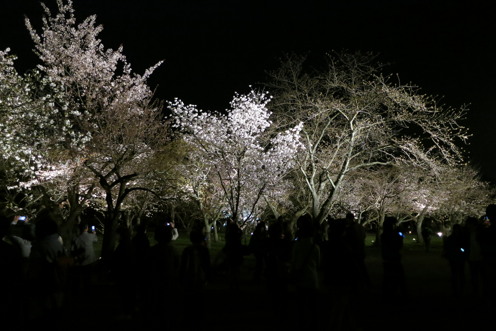 Nijo Castle's Nightingale Tale | Japan Cheapo