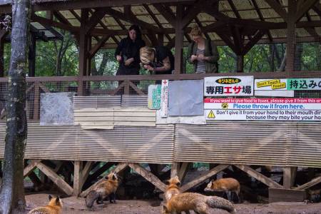 Visiting Japan's Zao Fox Village: Everything You Need to Know | Japan ...