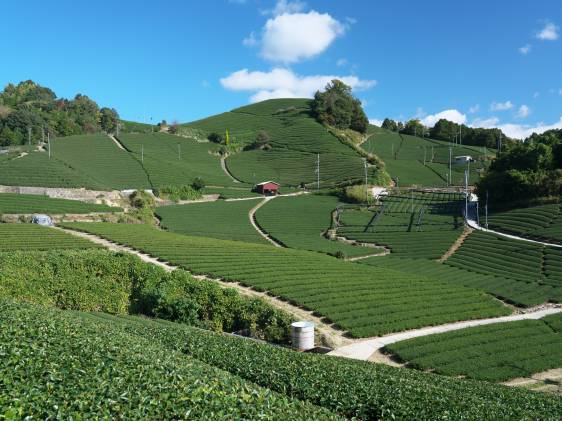 Uji Green Tea: Legendary Matcha | Japan Cheapo