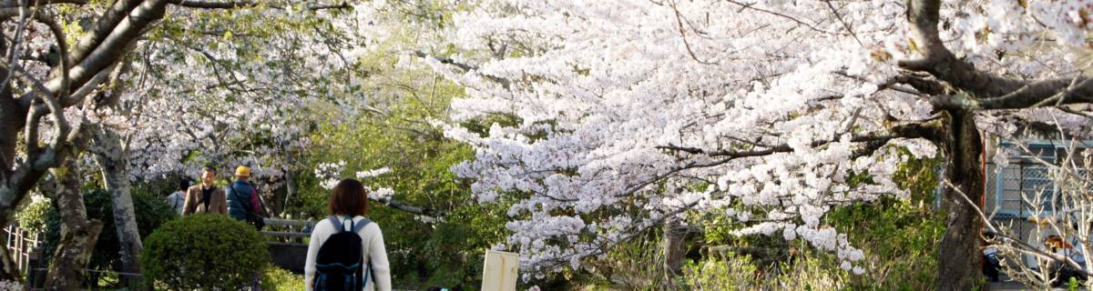 The Philosopher's Path in Kyoto: A Stroll for the Soul | Japan Cheapo