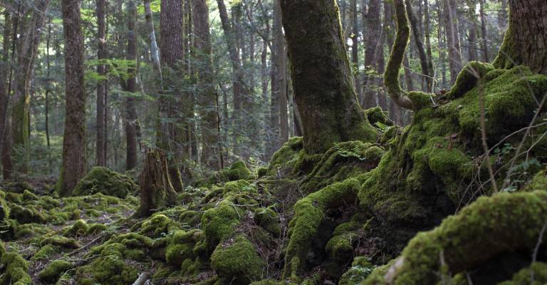 Visitor, Beware: 5 of the Scariest Places in Japan | Japan Cheapo