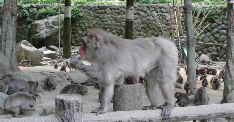 Takasakiyama Monkey Park: A Cheapo's Guide to Visiting | Japan Cheapo